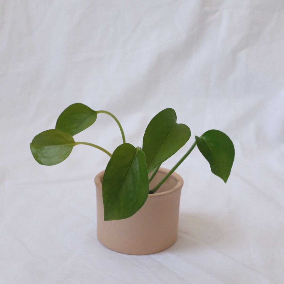 Lagos Del Mundo Clay Mini Round Planter – IN BED Store